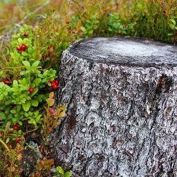 Tree Service Duluth MN